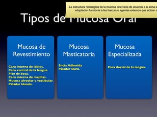 Mucosa oral | KEY