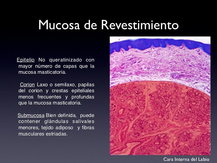 Mucosa oral