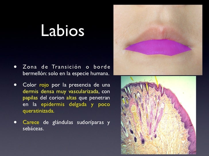 Mucosa oral