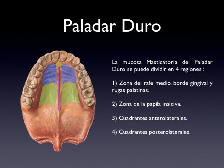 Mucosa oral