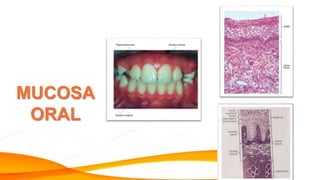 Mucosa oral | PPTX