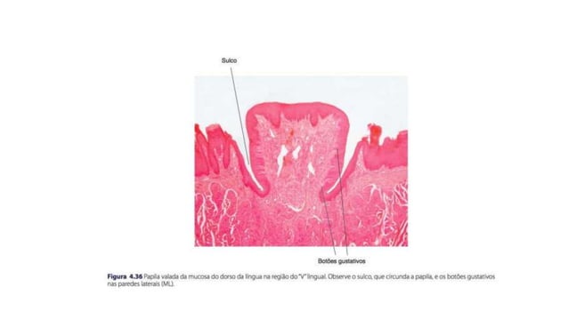 Mucosa oral | PPTX