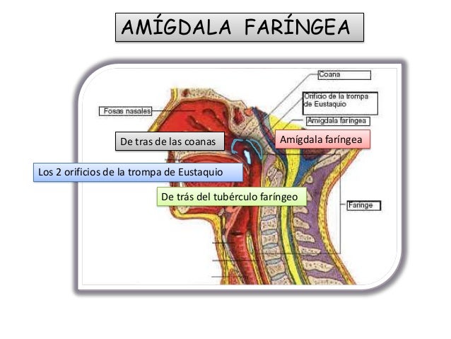 Mucosas de la faringe