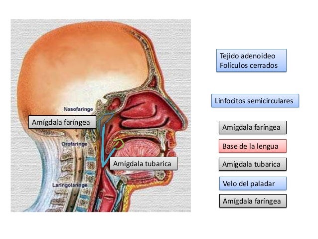 Mucosas de la faringe