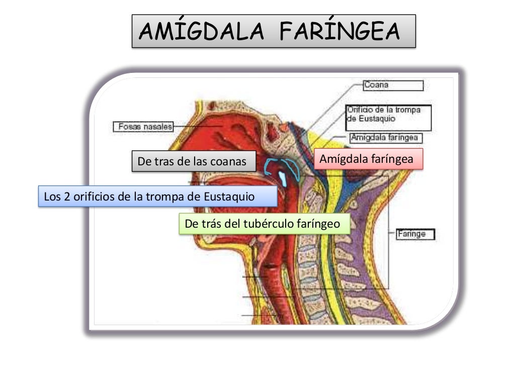 Mucosas de la faringe