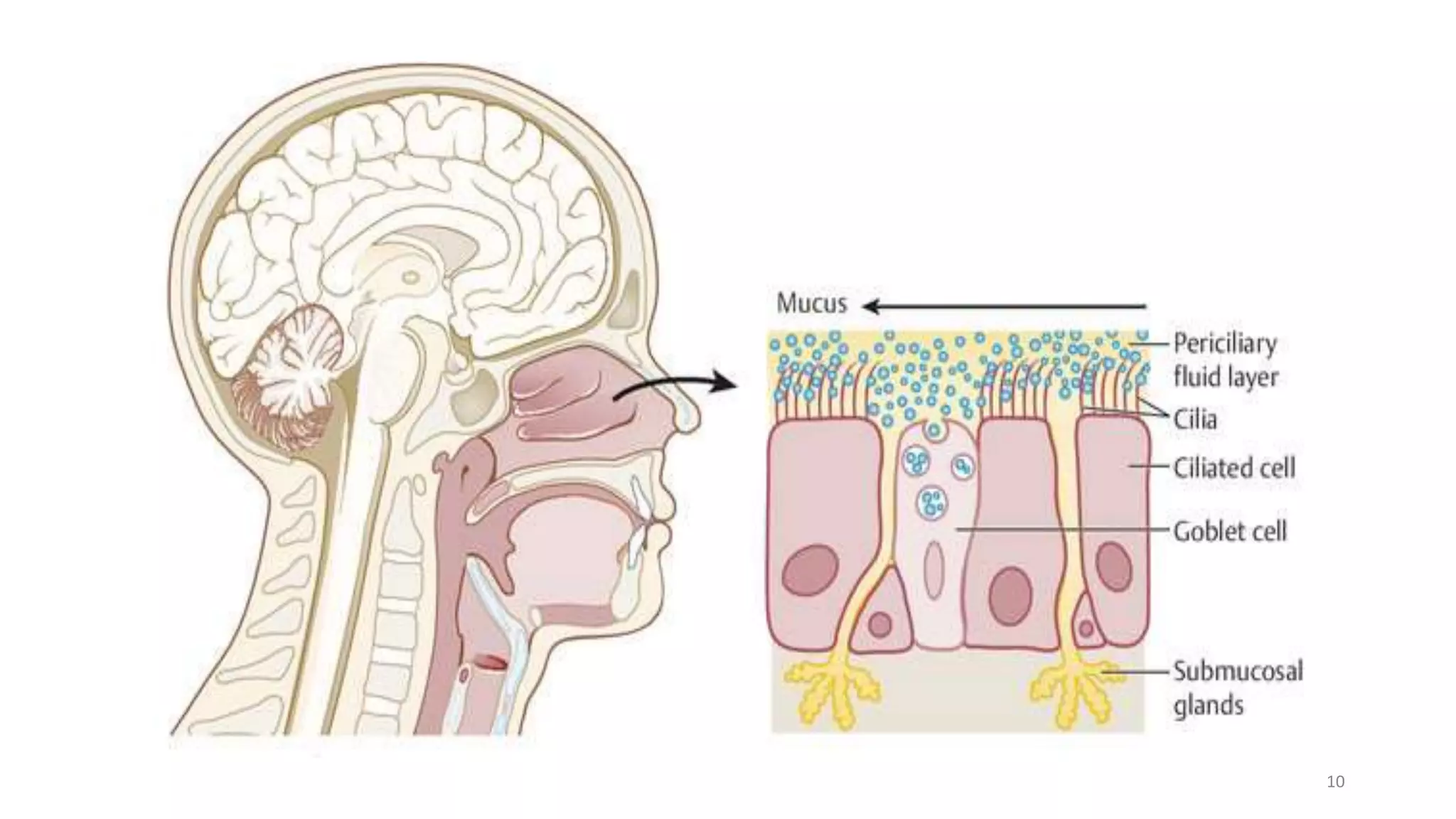 MUCOUS BLANKET AND SMELL .pptx