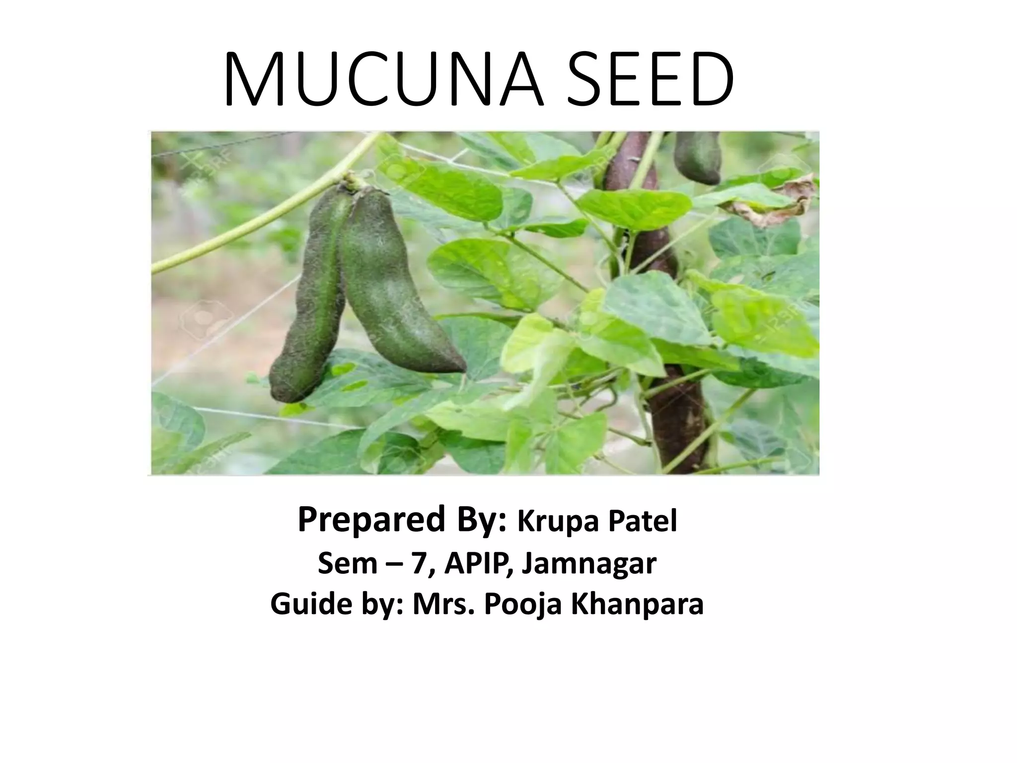 Mucuna seed | PPTX