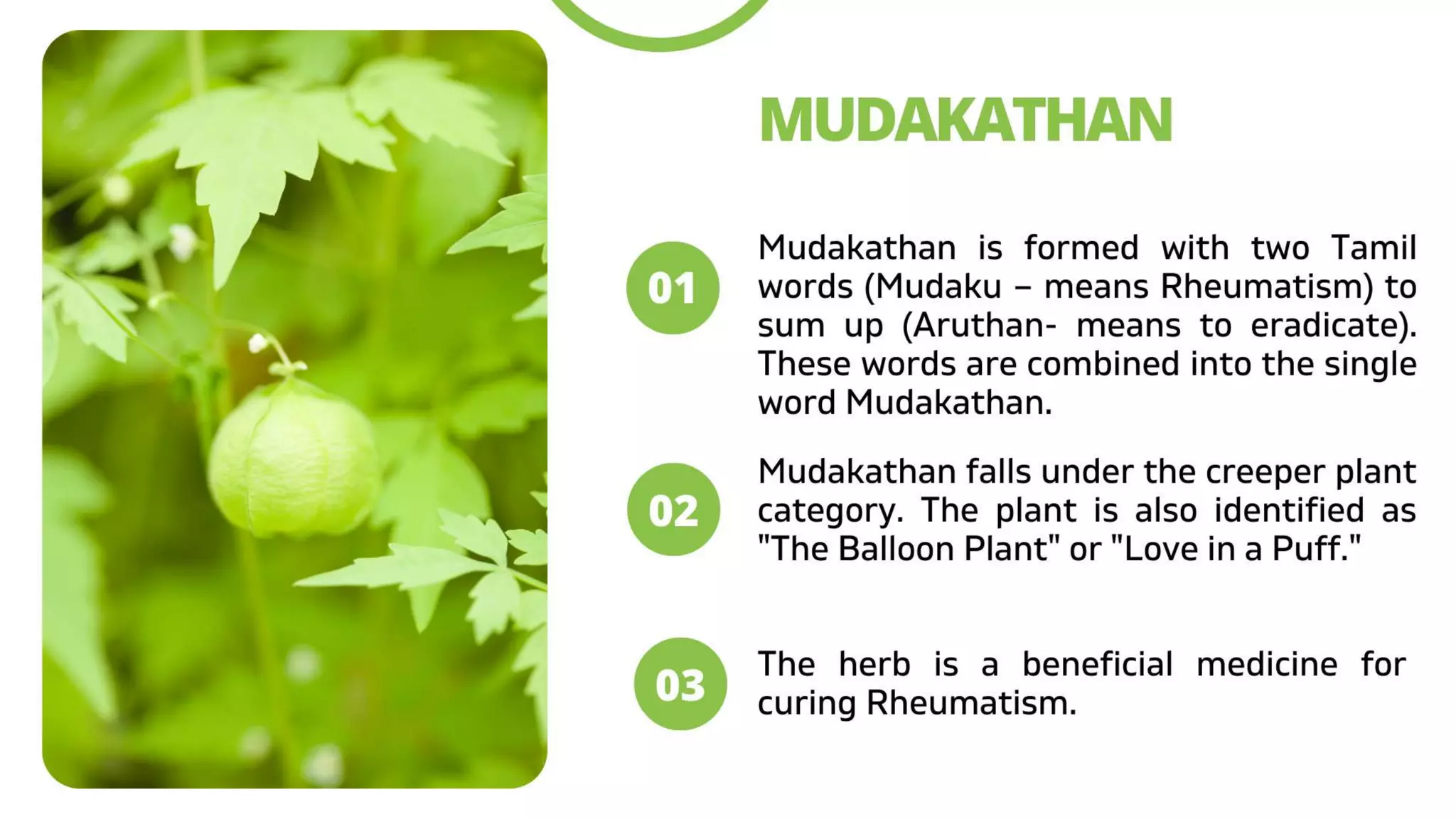 Mudakathan honey - Wild honey hunters.pptx