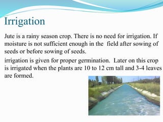 jute | PPTX