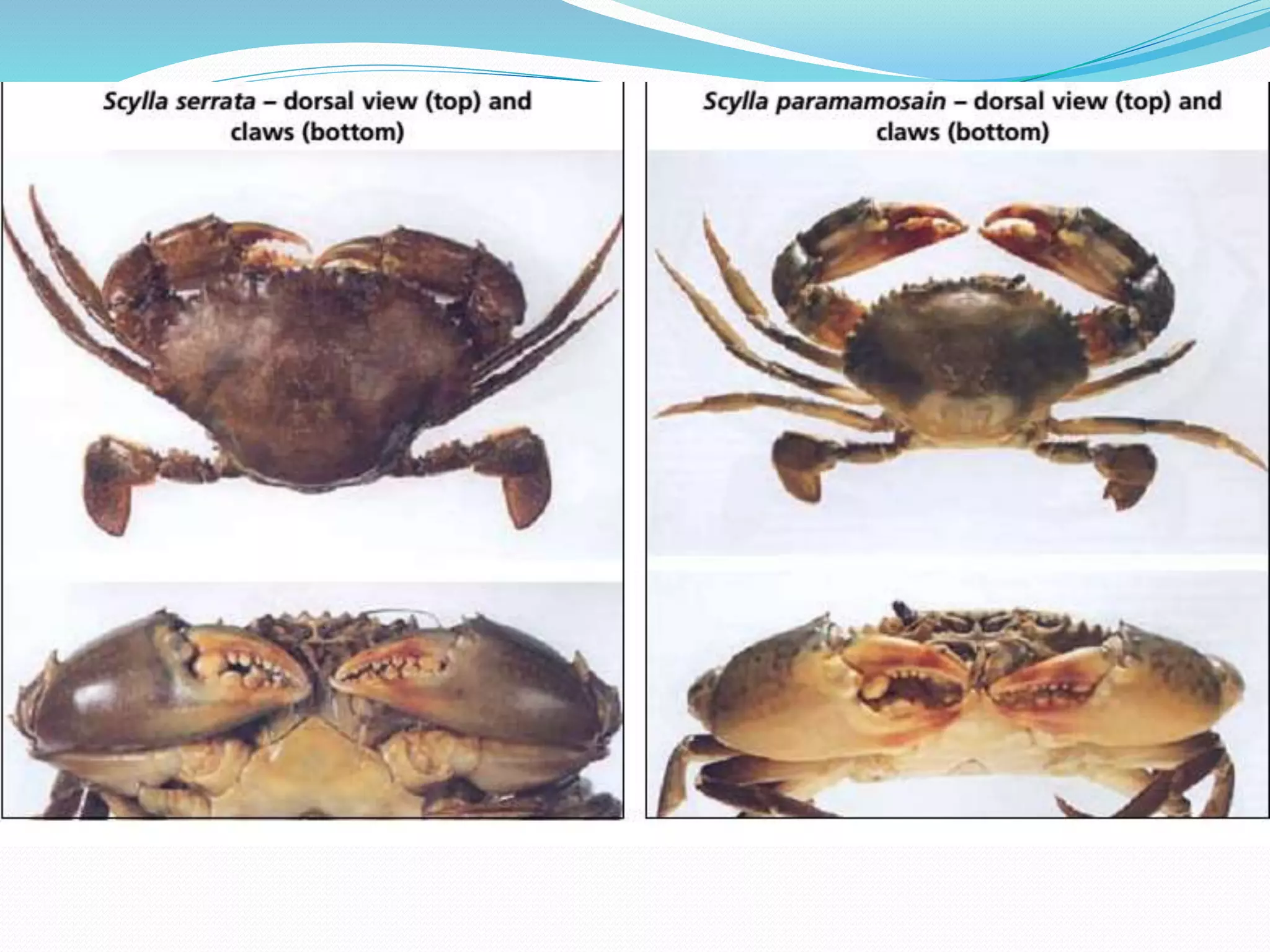seed production of mud crab | PPTX