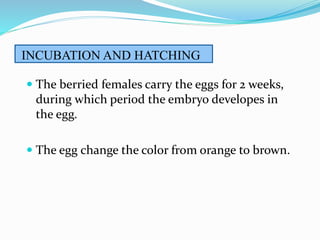 seed production of mud crab | PPTX