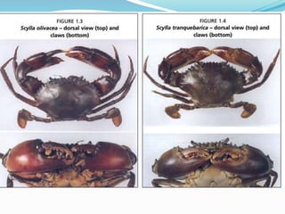 seed production of mud crab | PPTX