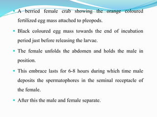 seed production of mud crab | PPTX