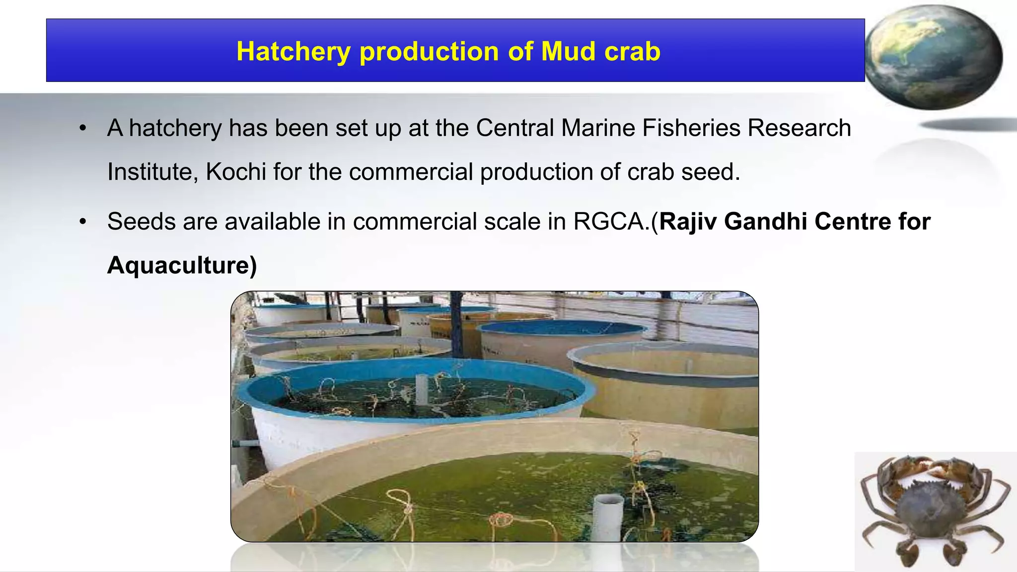 Mud crab farming tarang shah | PPTX