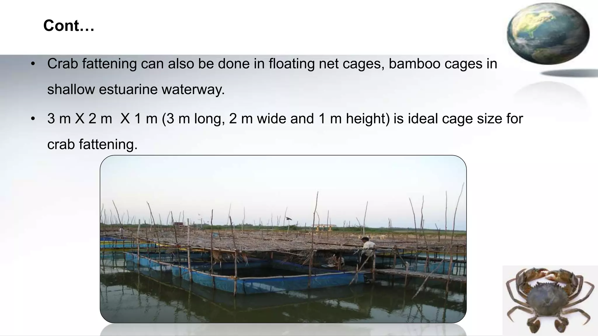 Mud crab farming tarang shah | PPTX