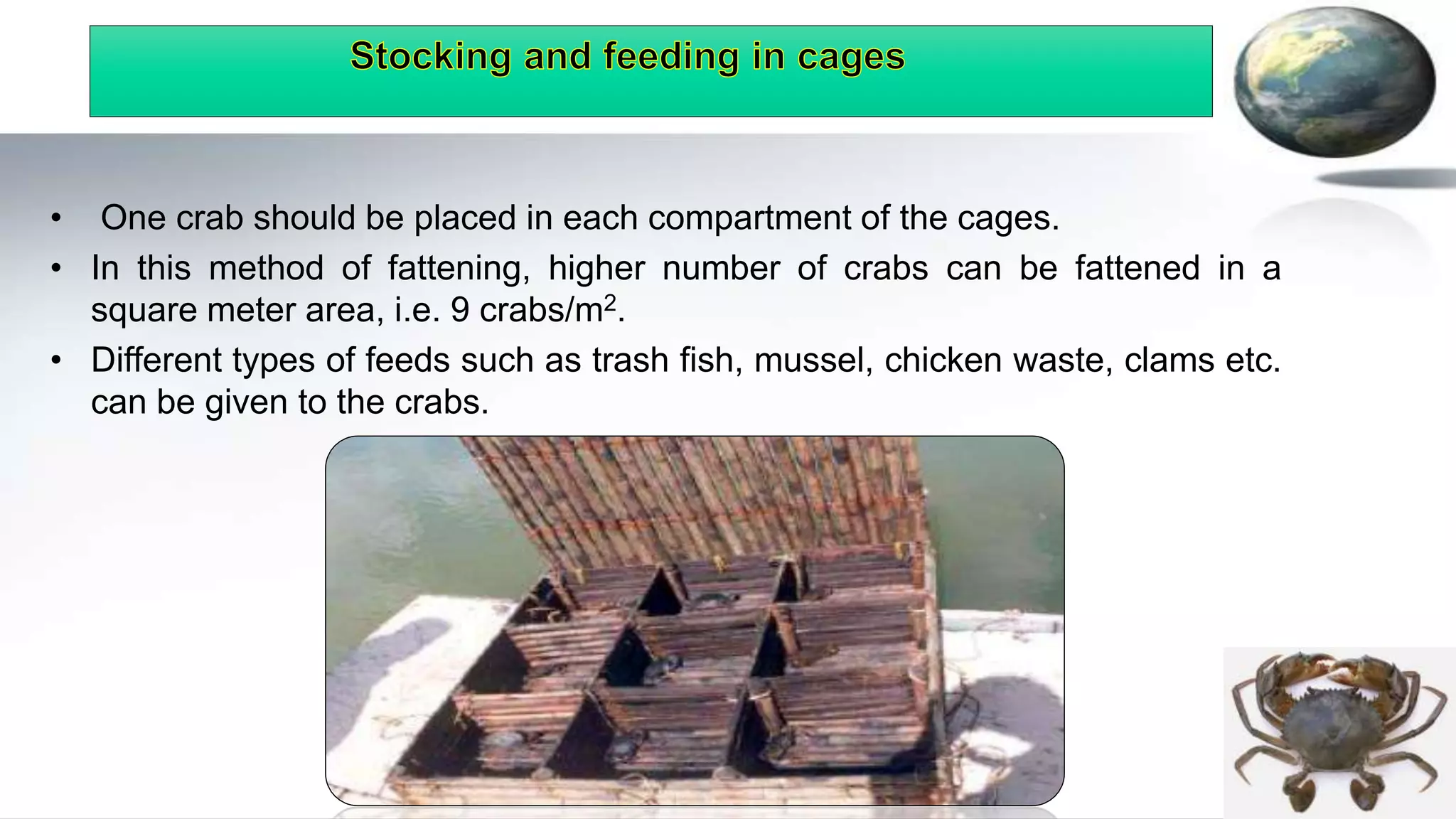 Mud crab farming tarang shah | PPTX