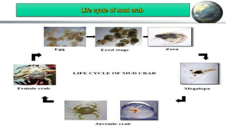 Mud crab farming tarang shah | PPTX