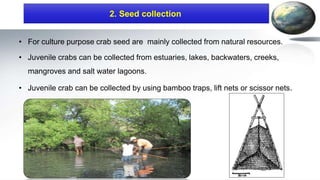 Mud crab farming tarang shah | PPTX