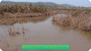 Mud crab farming tarang shah | PPTX