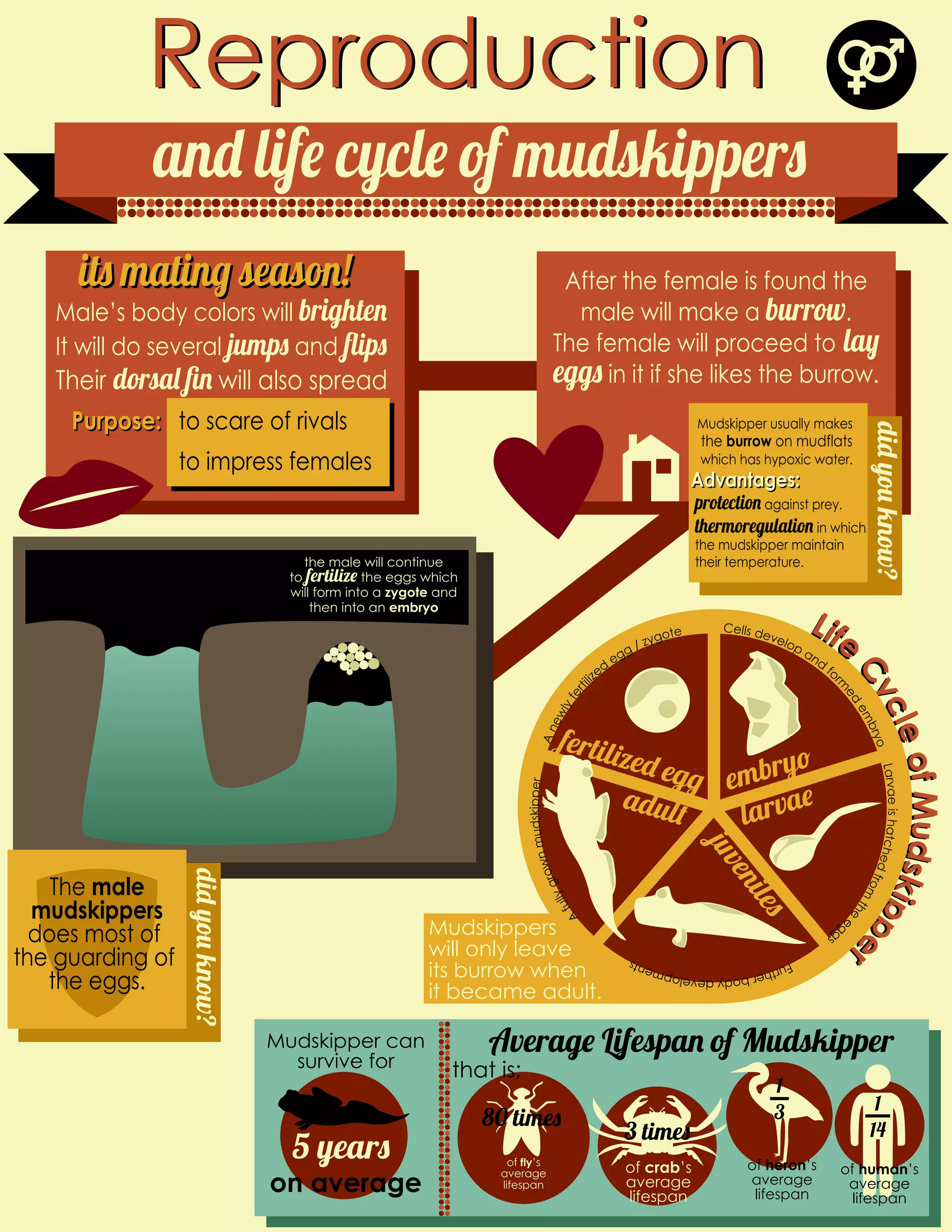 Mudskipper Presentation Boards | PDF