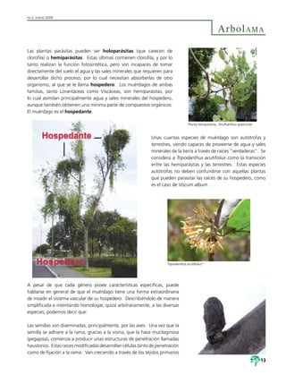 El Muérdago en la ciudad de México | PDF