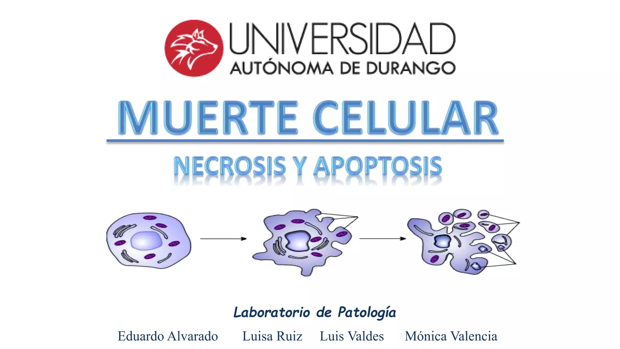 Patología-Muerte Celular | PPTX