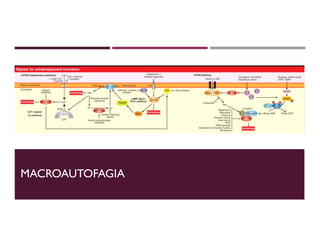 Autofagia | PDF