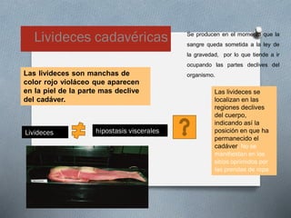 MUERTE Y FENoMENOS CADAVRICOS en la tanatologia forense | PDF