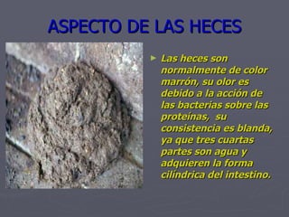 Muestras De Heces | PPT