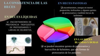 muestras de heces.pptx