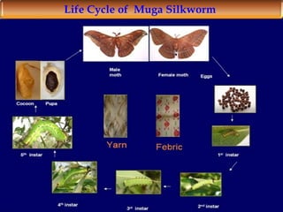 Muga culture; endemic practice of assam | PPTX | Asia Travel | Travel ...