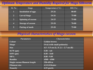 Muga culture; endemic practice of assam | PPTX