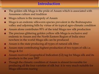 Muga culture; endemic practice of assam | PPTX