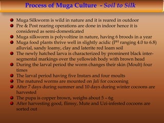 Muga culture; endemic practice of assam | PPTX