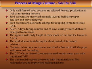 Muga culture; endemic practice of assam | PPTX