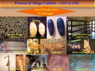 Muga culture; endemic practice of assam | PPTX