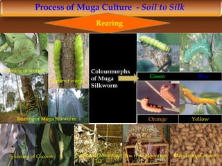 Muga culture; endemic practice of assam | PPTX