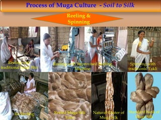 Muga culture; endemic practice of assam | PPTX