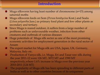 Muga culture; endemic practice of assam | PPTX
