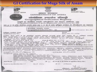 Muga culture; endemic practice of assam | PPTX