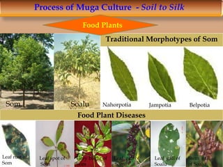 Muga culture; endemic practice of assam | PPT