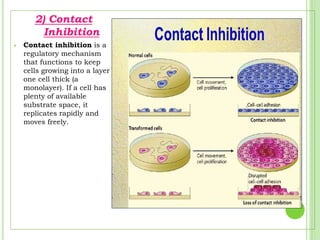 Mugdha's seminar msc 4th sem | PPTX