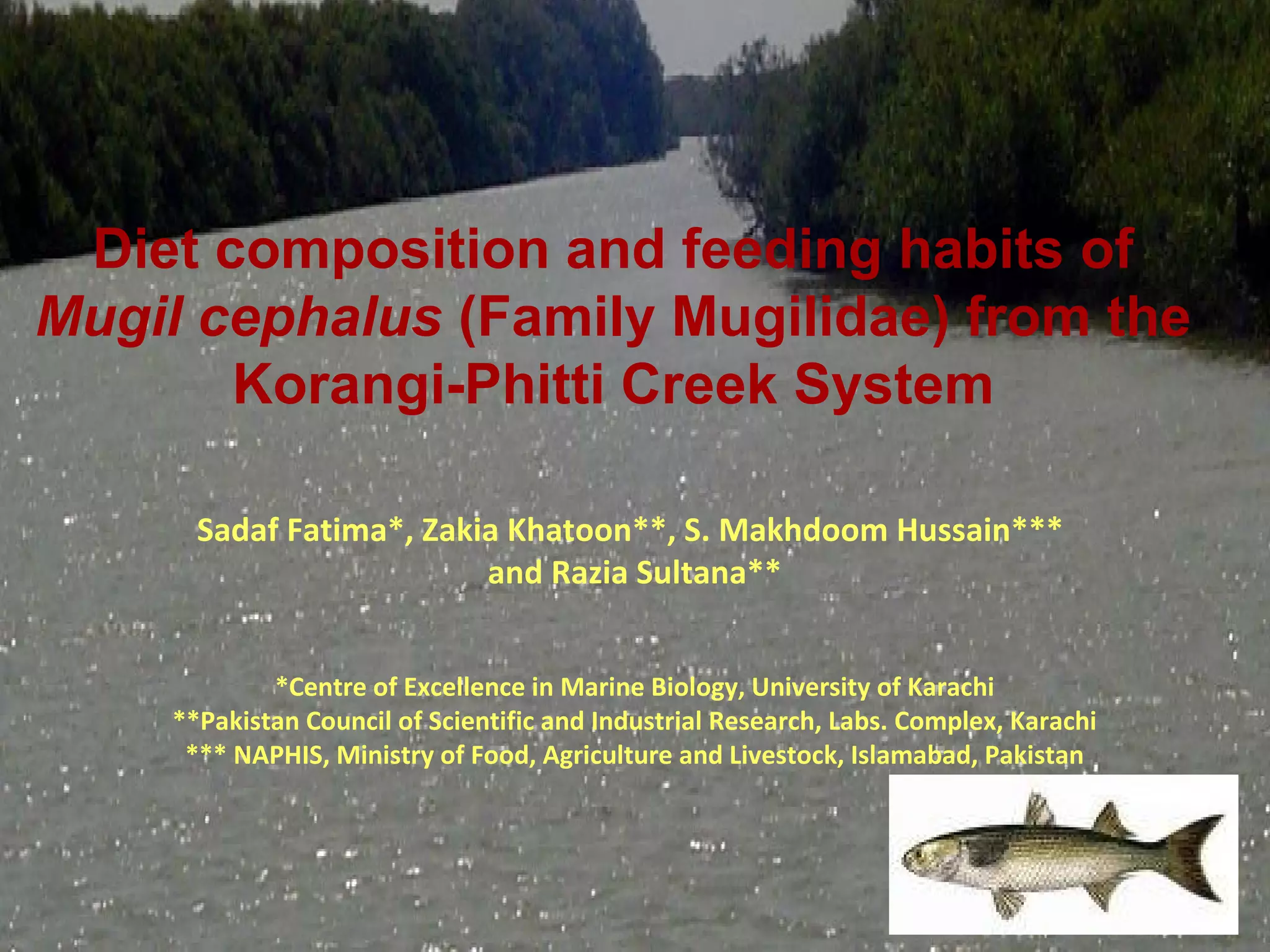 Mugil cephalus feeding | PPT