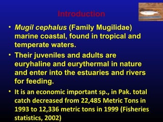 Mugil cephalus feeding | PPT