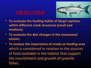Mugil cephalus feeding | PPT