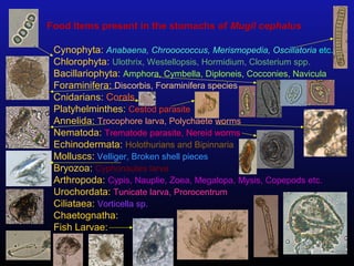Mugil cephalus feeding | PPT