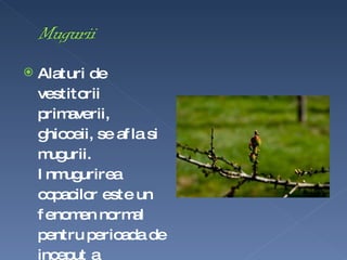 Muguri De Primavara | PPT