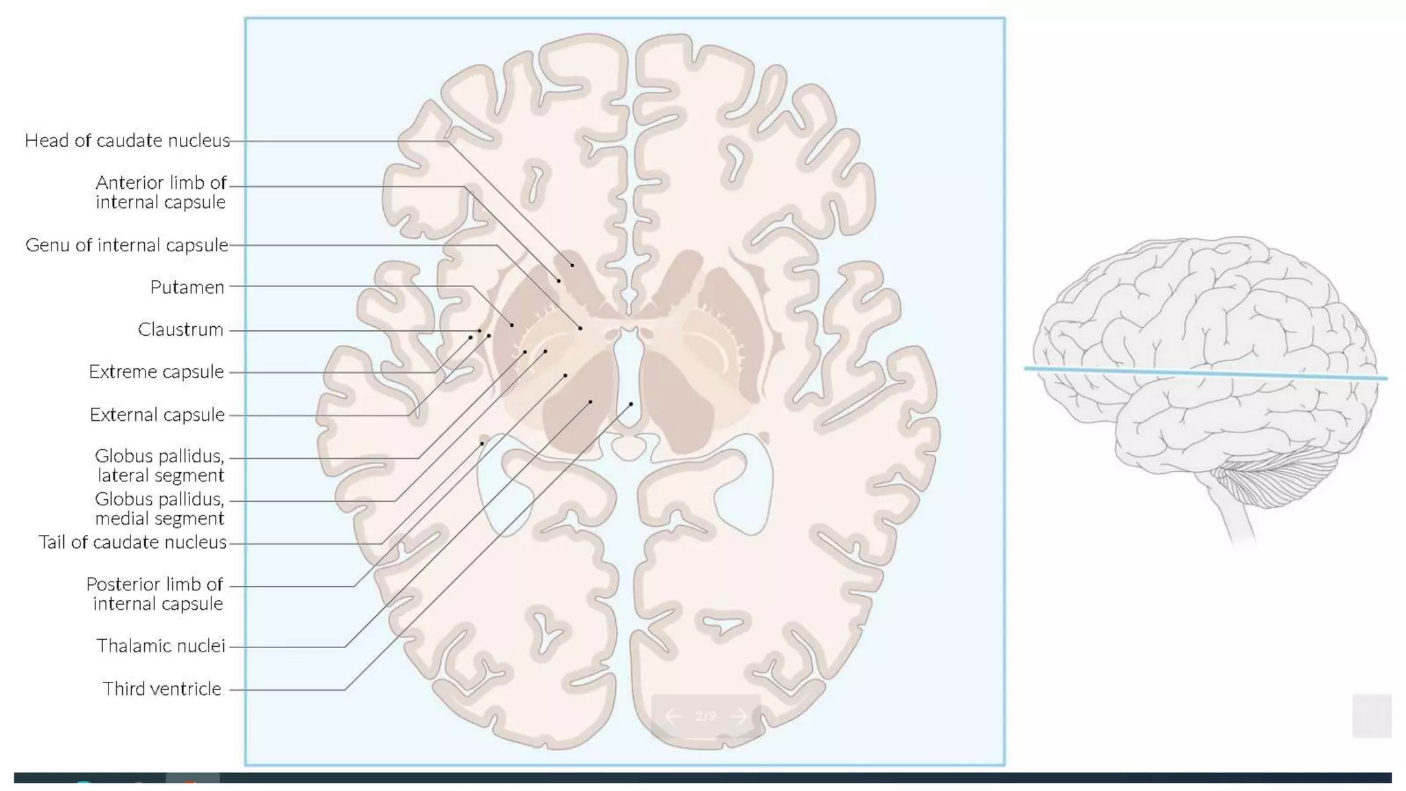 MUH. Basal Ganglia.pptx