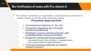 Bio-fortification of maize with pro vitamin A carotenoids | PPT