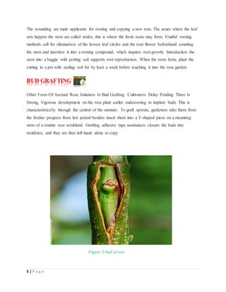 ROSE PRODUCTION | DOCX